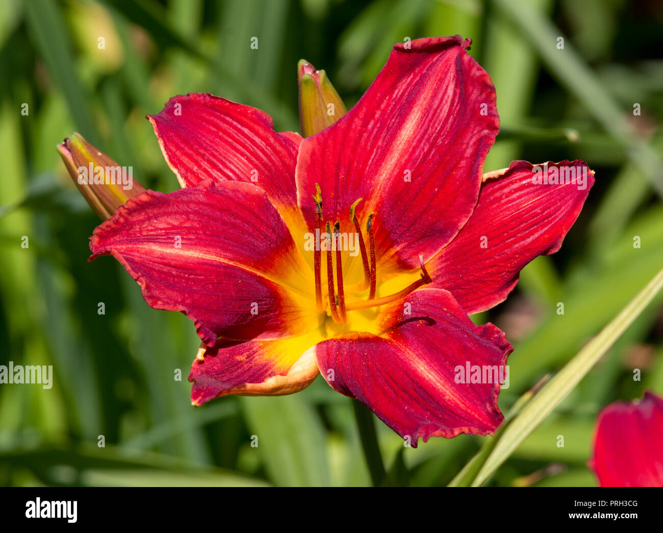 Anzac color hi-res stock photography and images - Alamy