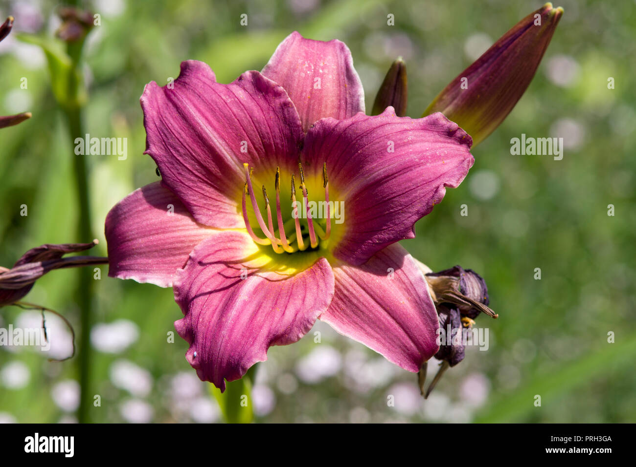 Hemerocallis 'Little Lassie' Stock Photo - Alamy