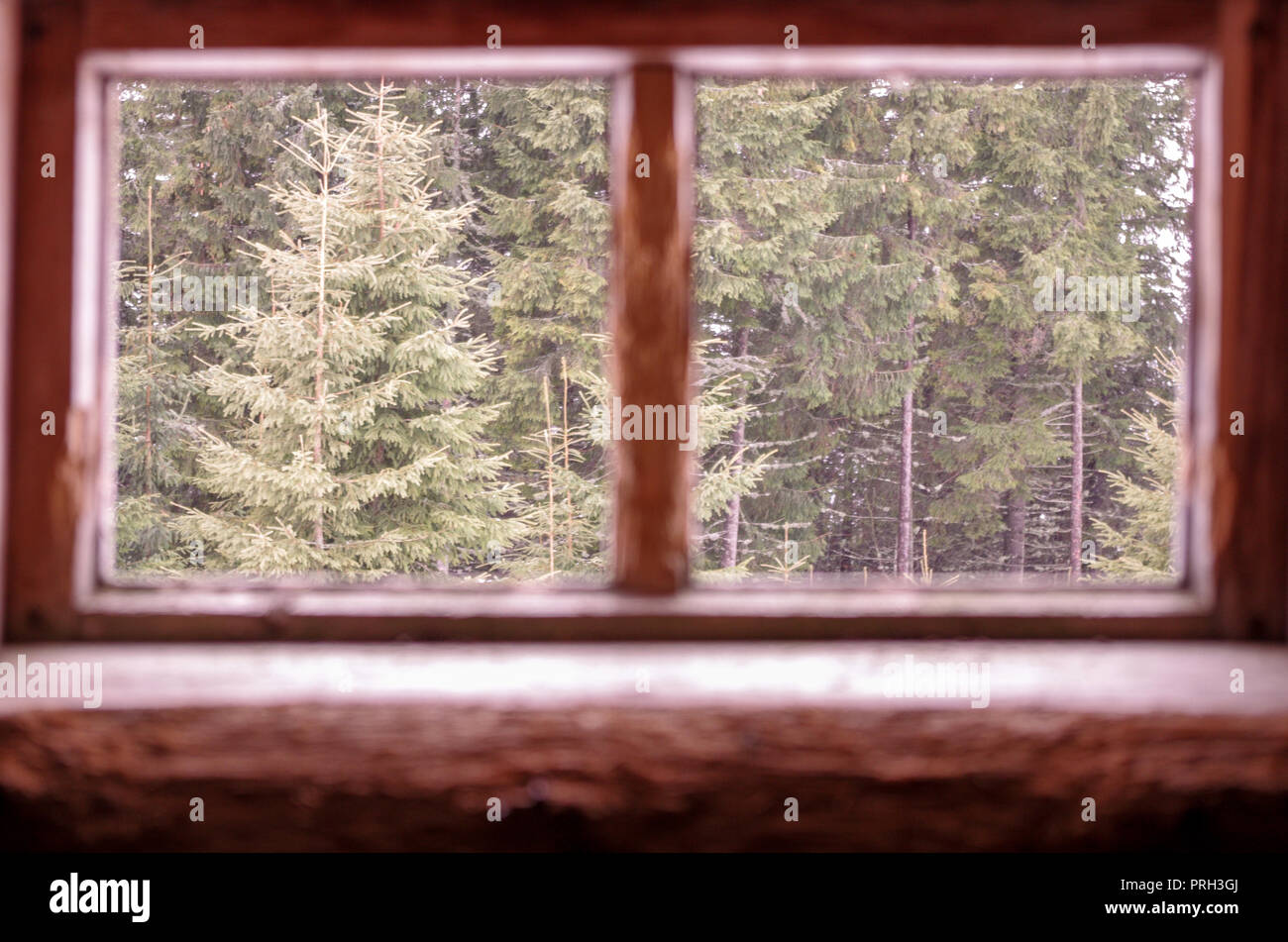 View from the window into the forest. The forest outside the window ...