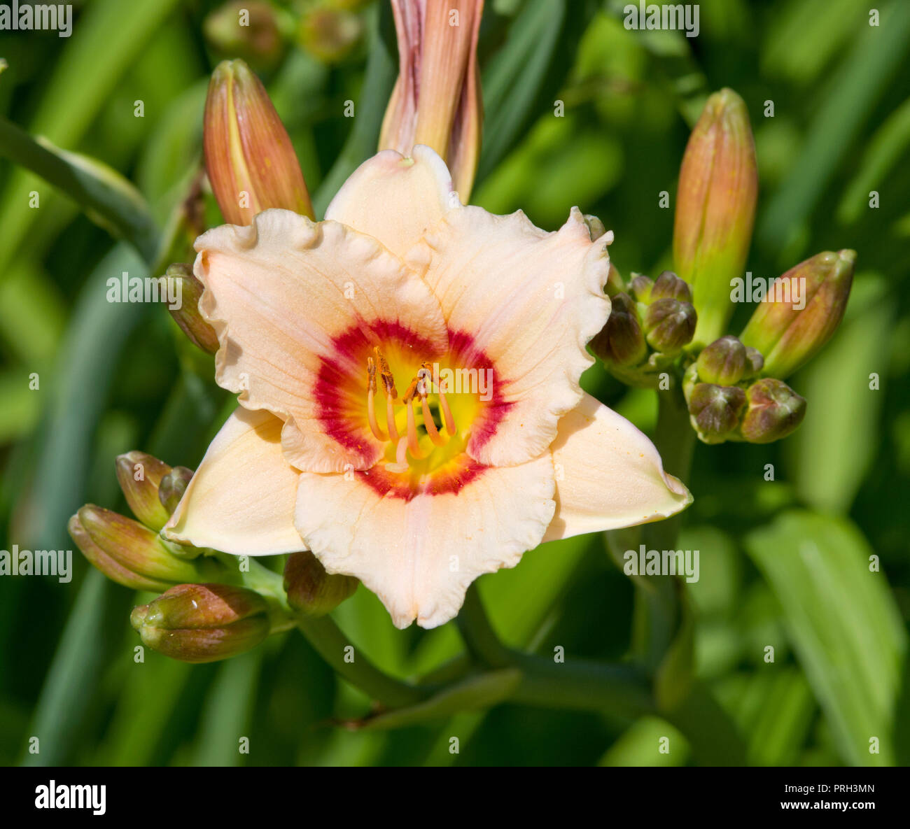 Hemerocallis pandoras box hi-res stock photography and images - Alamy