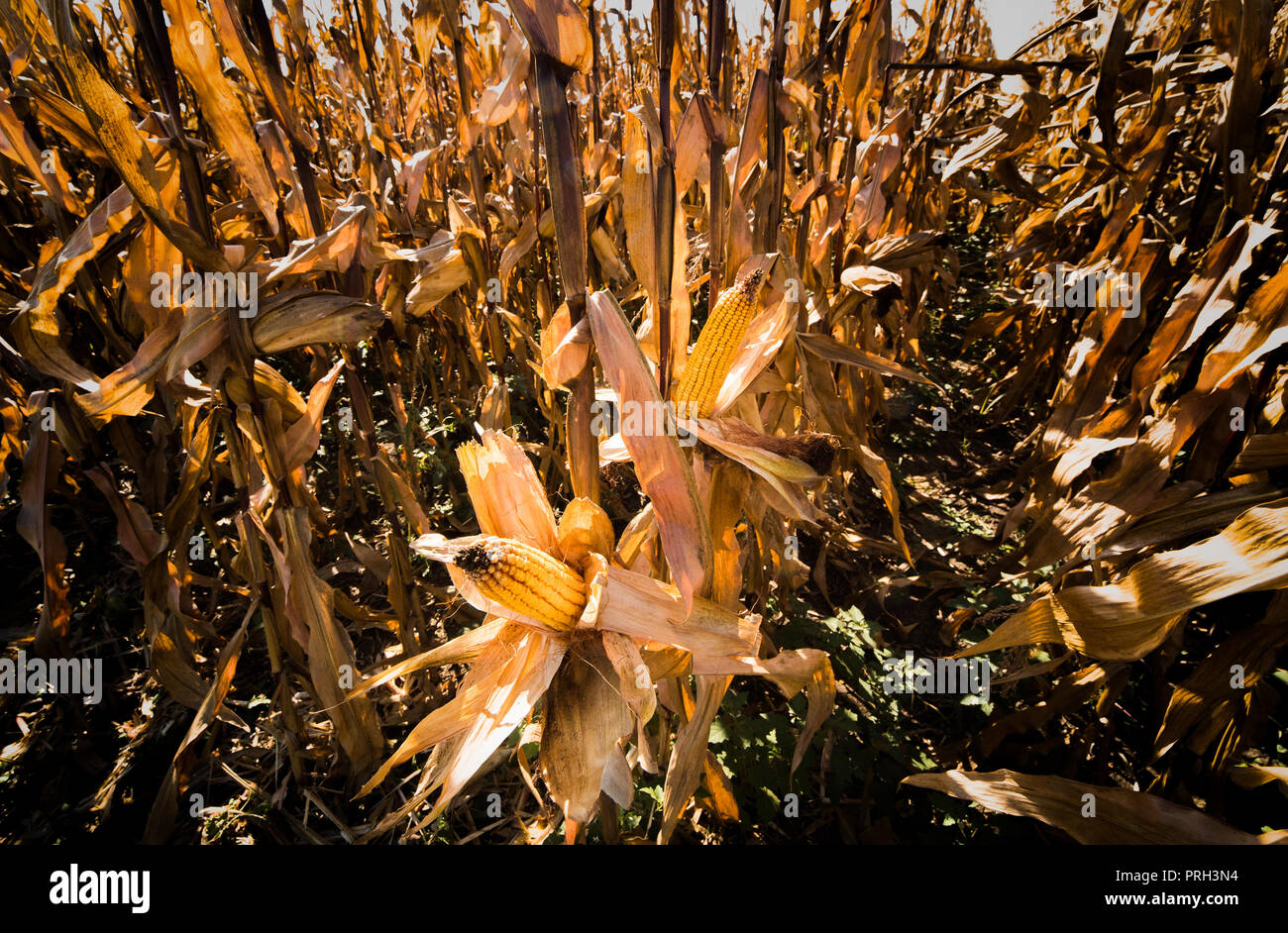 Ripe corn on stalk in fields before harvest Stock Photo - Alamy