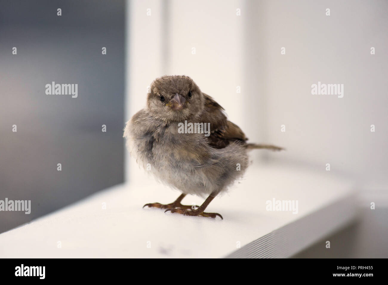 Little cute bird eating crumbs on wooden shelve, wildlife Stock Photo ...