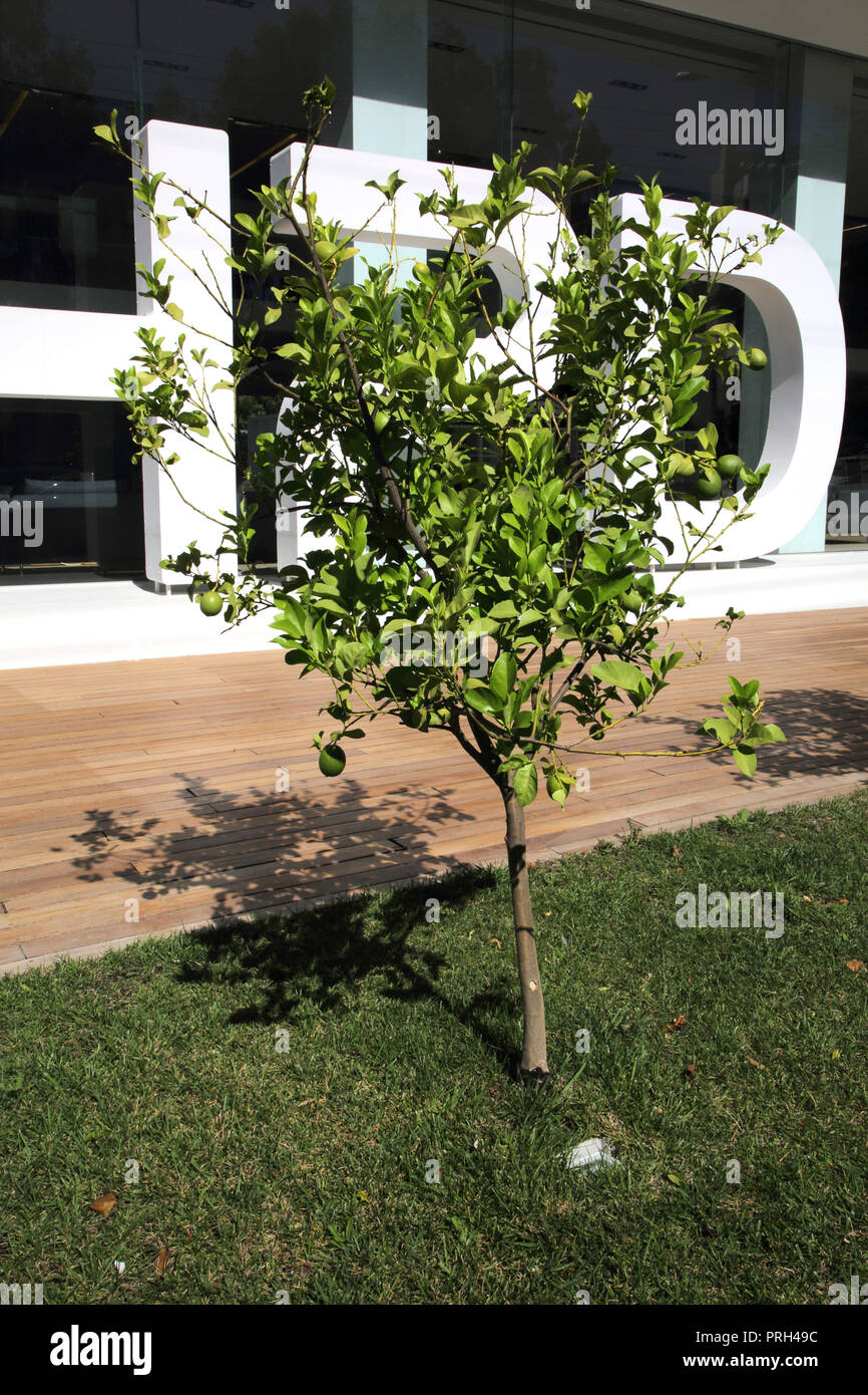 Glyfada Athens Greece Lemon Tree outside HPD Innovation Laboratory ...