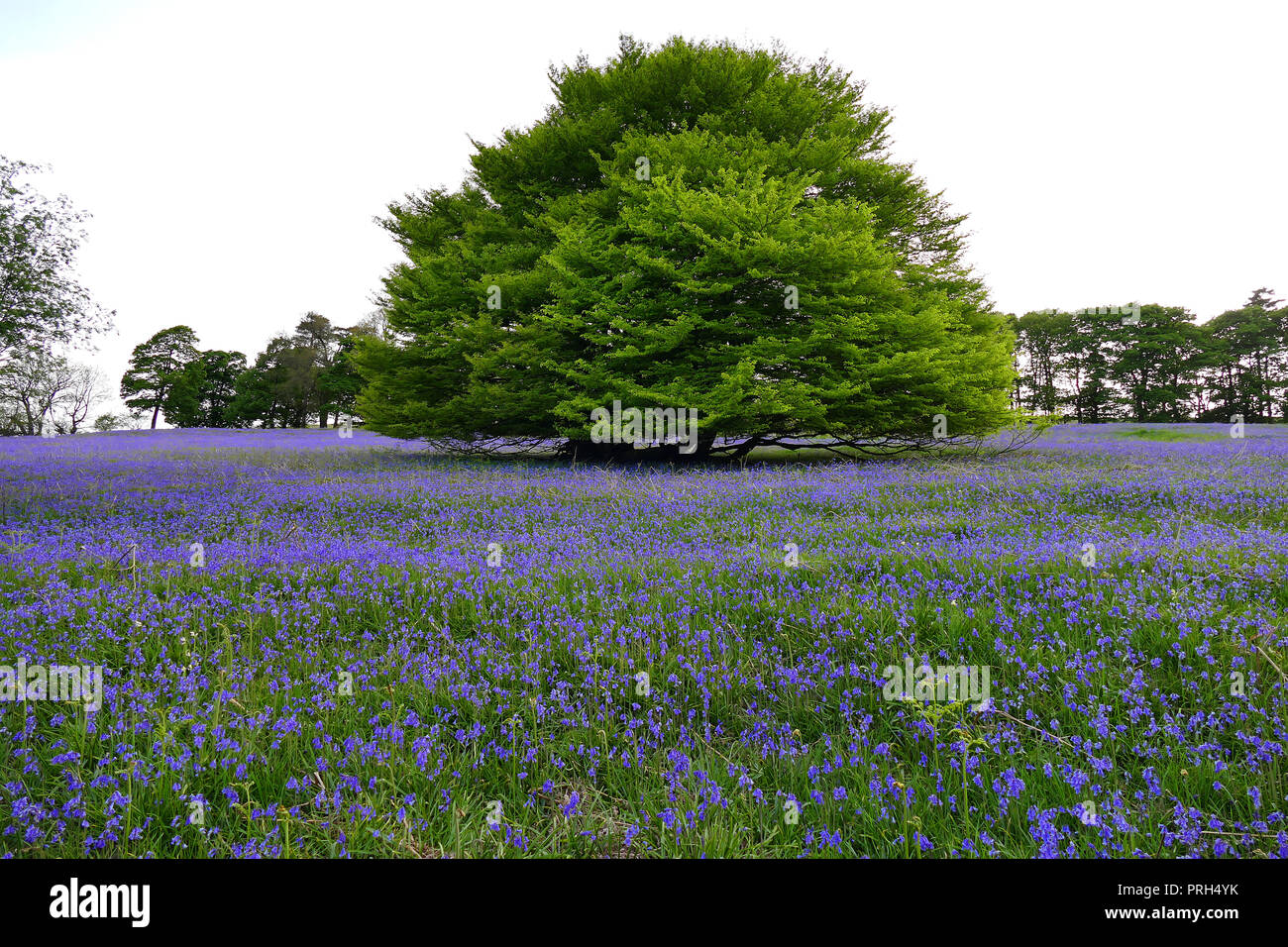 Open Field Habitat High Resolution Stock Photography and Images - Alamy