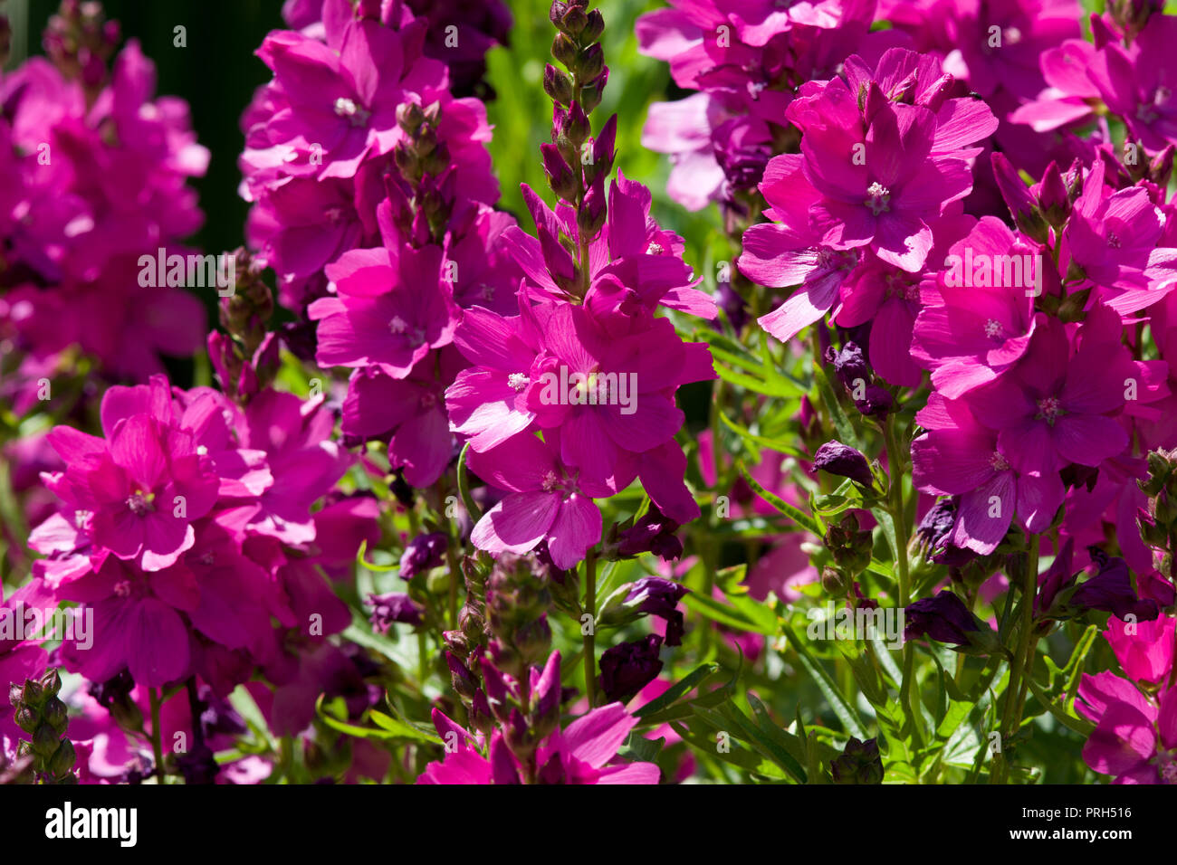 Mallow malvaceae hi-res stock photography and images - Alamy