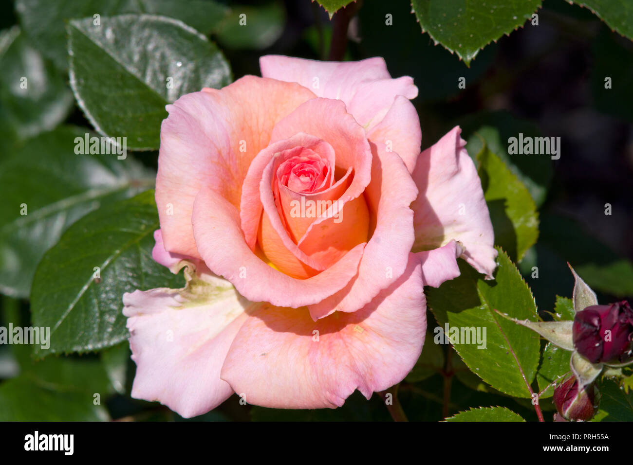 Rose gold color hi-res stock photography and images - Alamy