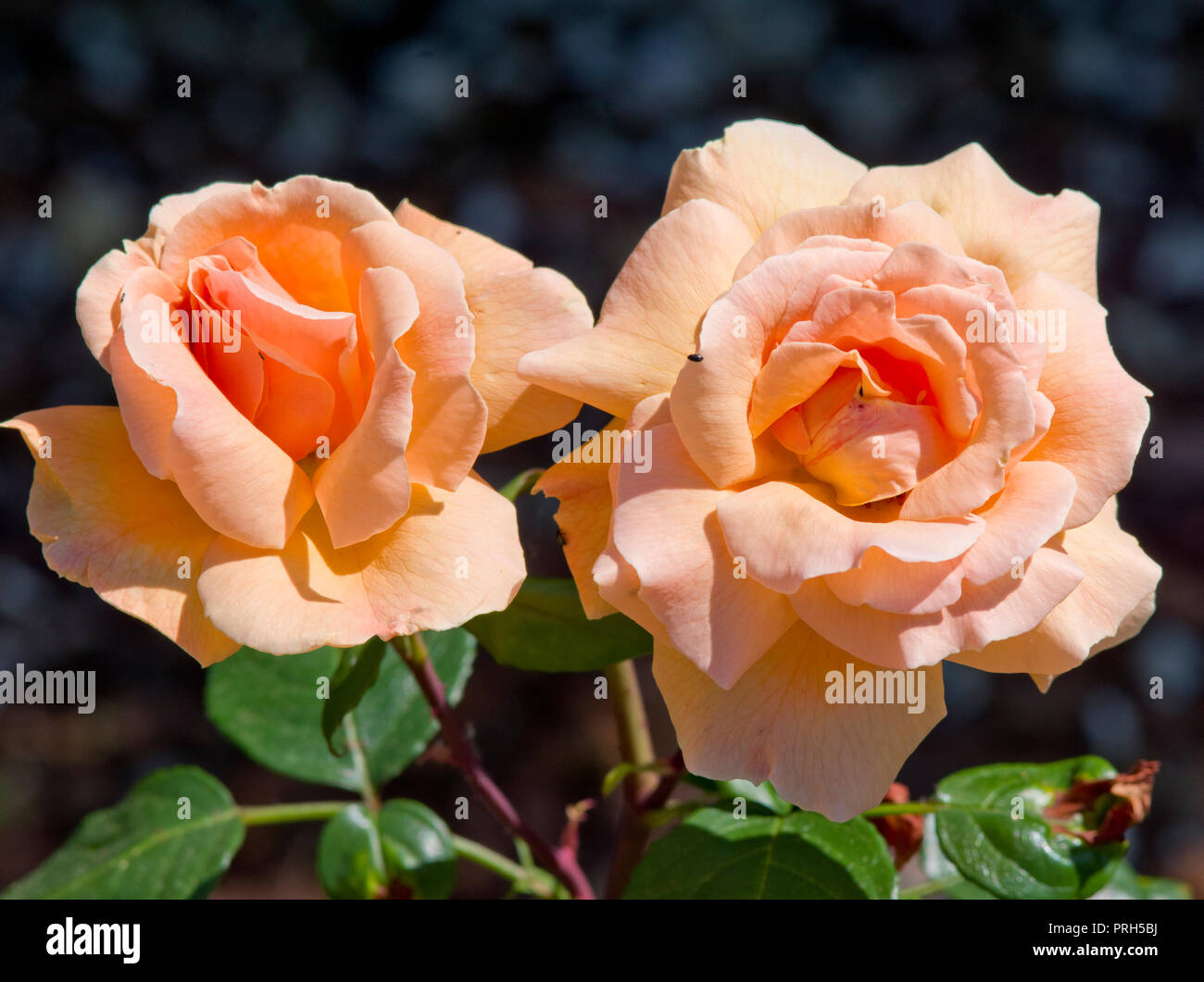 Indian garden flower hi-res stock photography and images - Alamy