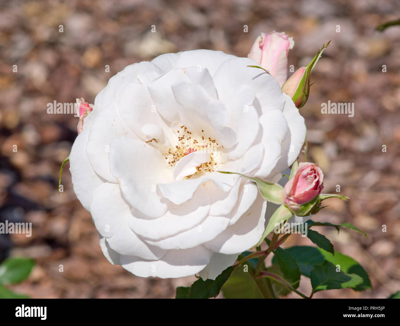Rose elizabeth casson hi-res stock photography and images - Alamy