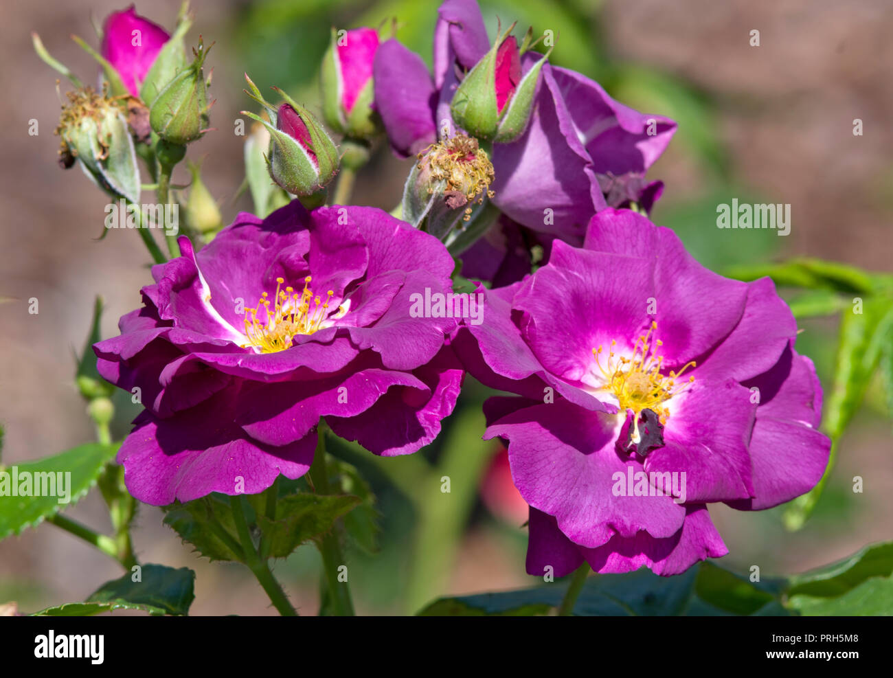 Rhapsody in blue hi-res stock photography and images - Alamy