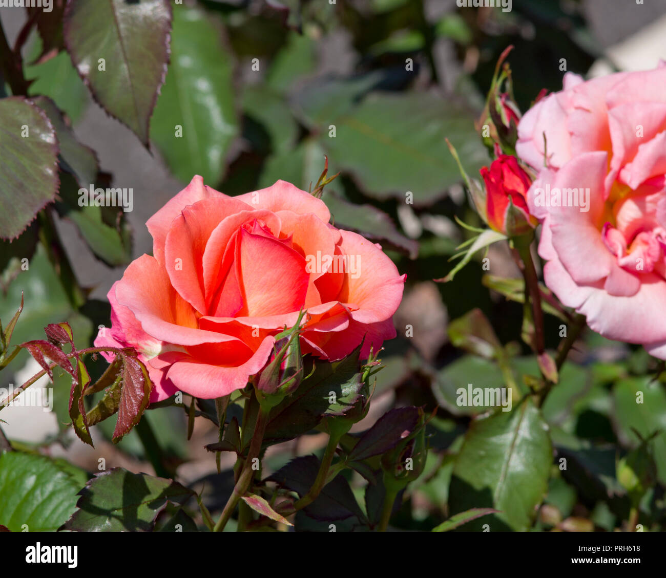 Rose Tina Turner Stock Photo - Alamy