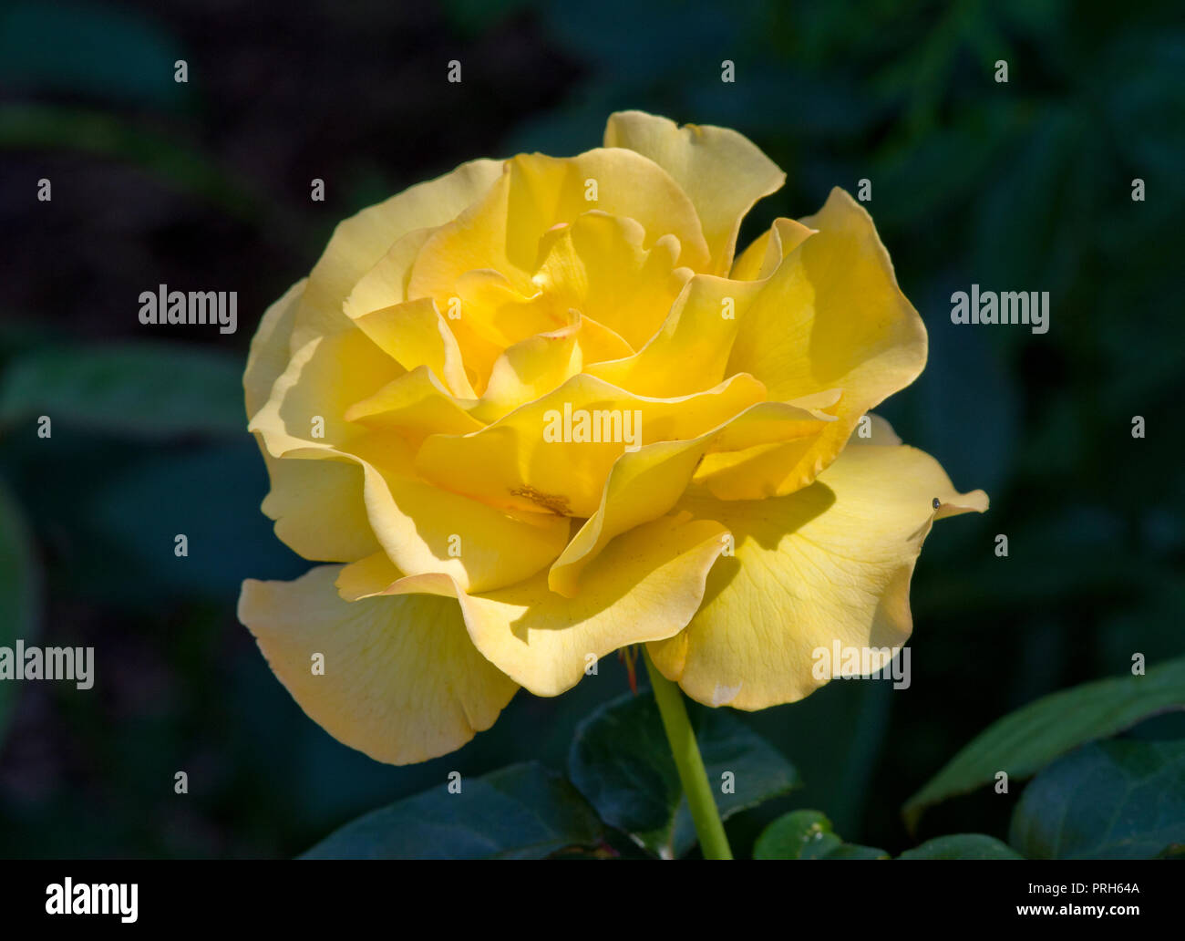 Keep flowers hi-res stock photography and images - Alamy