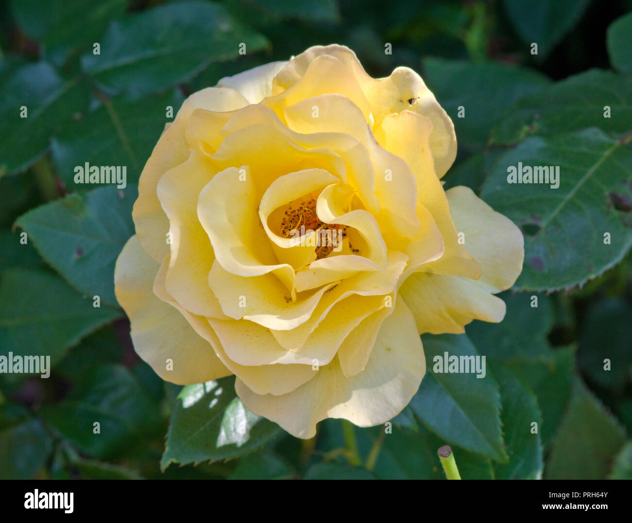 Rose keep smiling hi-res stock photography and images - Alamy