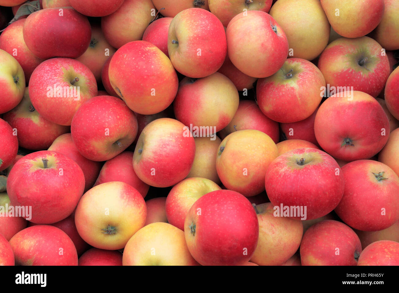 Apple 'Discovery', apples, malus domestica, farm shop, display, edible ...