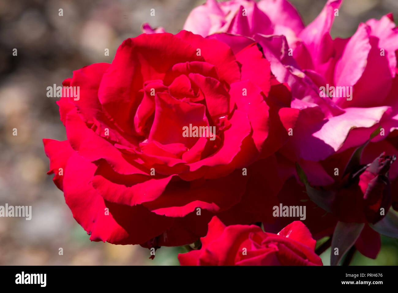 Ernest H Morse High Resolution Stock Photography and Images - Alamy