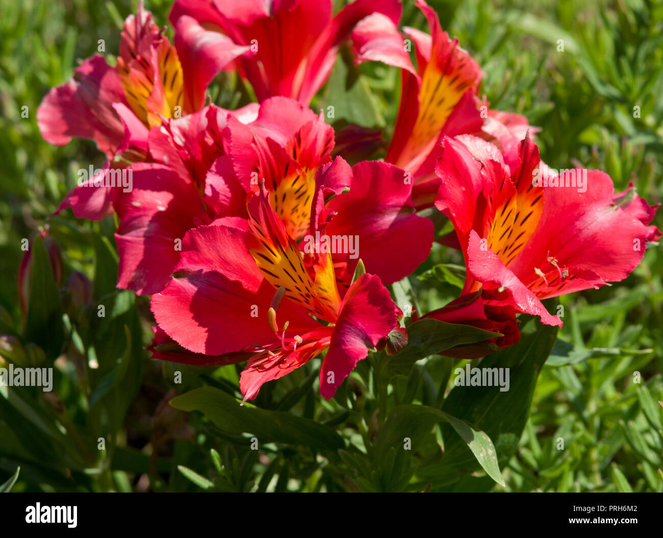 Alstroemeria tara hi-res stock photography and images - Alamy
