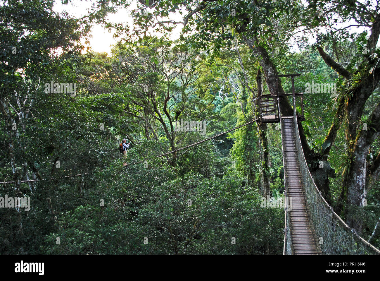 A tourist uses a suspension bridge on the rainforest canopy walk ...