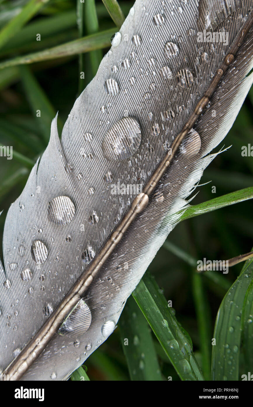 Raindrops on a Bird Feather Stock Photo - Alamy