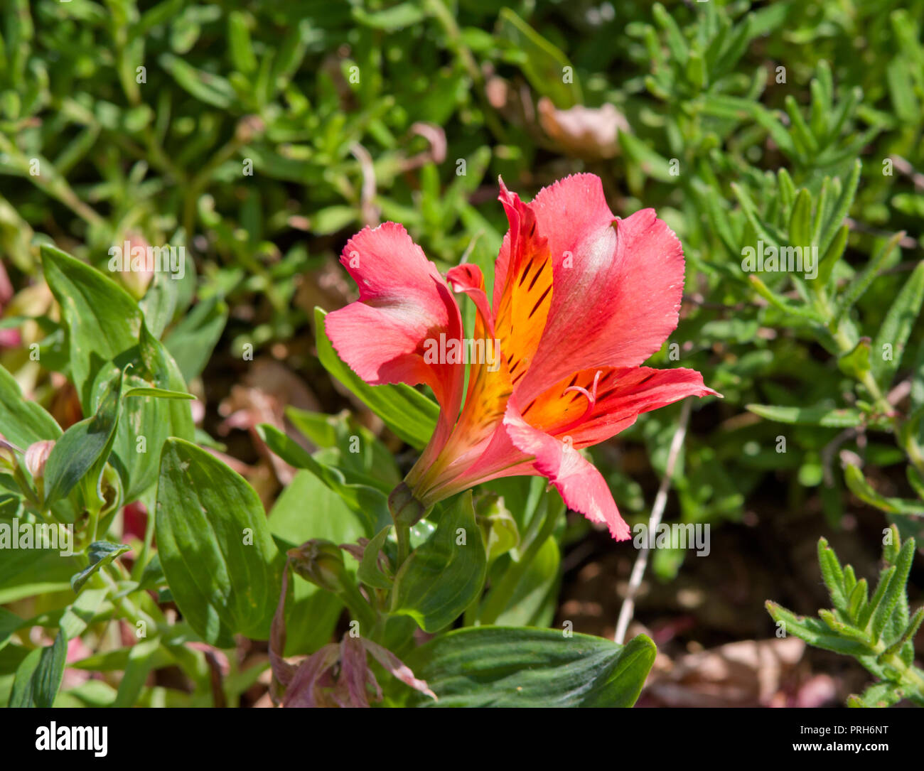 Alstroemeria tara hi-res stock photography and images - Alamy