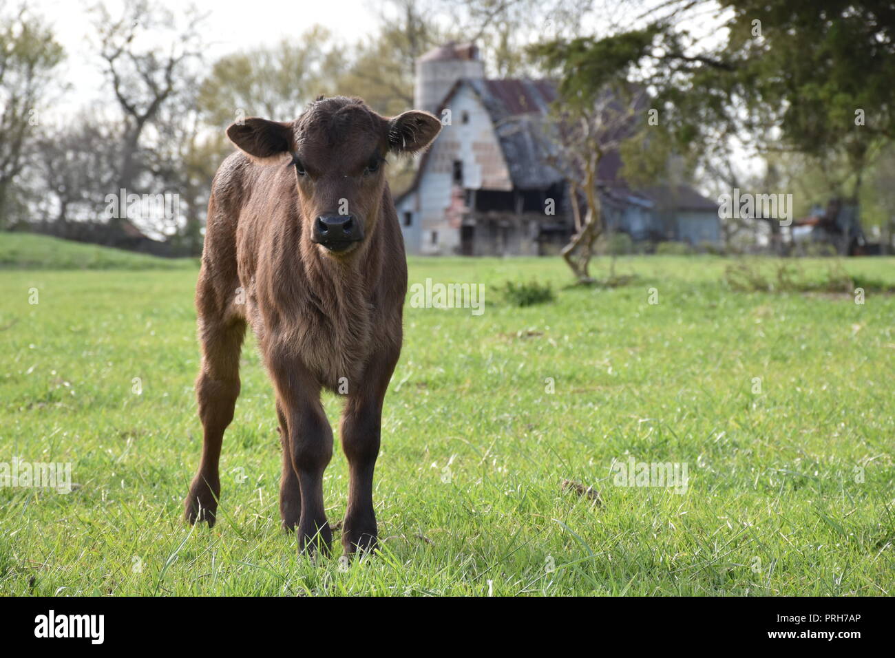 Cow calf in front barn hi-res stock photography and images - Alamy
