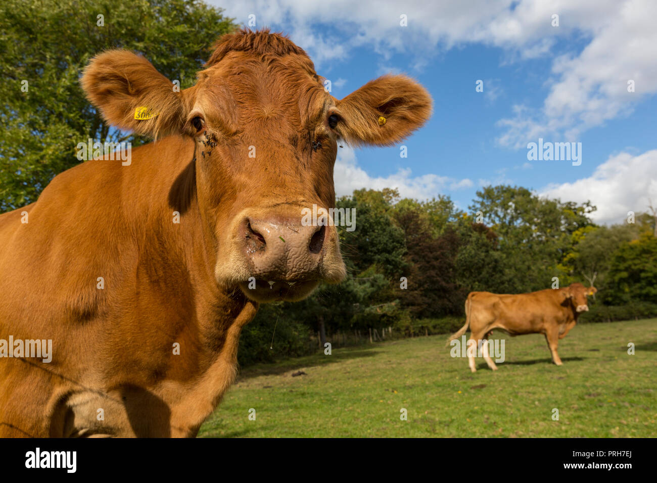 Limousin cattle hi-res stock photography and images - Alamy