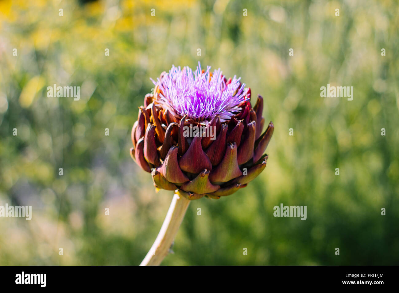 Beautiful hibiscus flowers picture hi-res stock photography and images ...