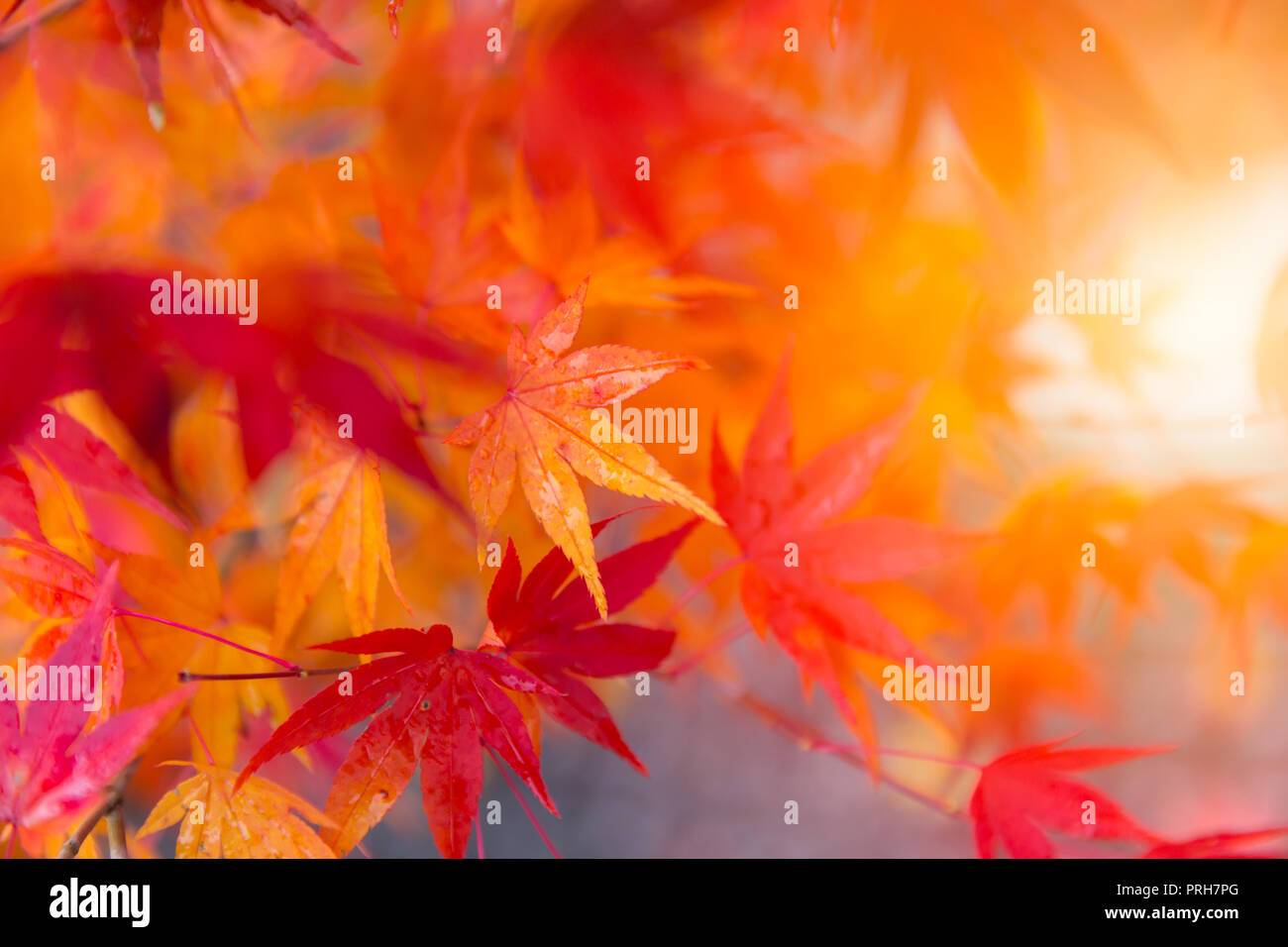 Closeup beautiful red maple leaf background Stock Photo - Alamy