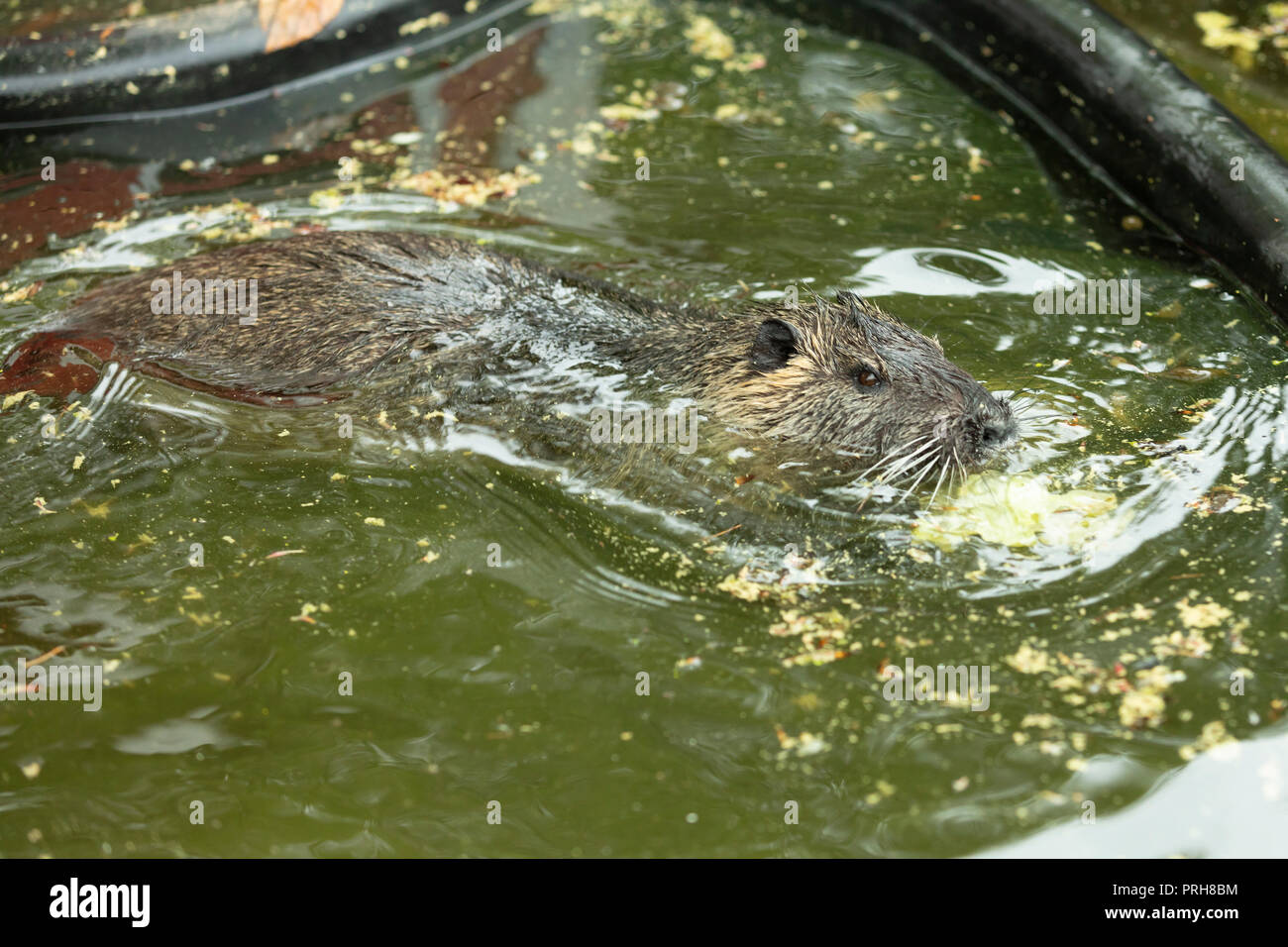 A nutria, tail beaver swiming in a his destrict Stock Photo - Alamy