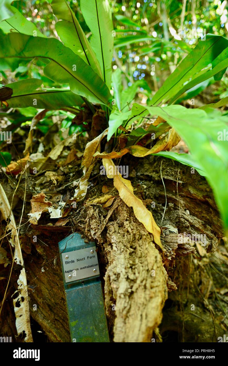 Clump mountain national park, Garners Beach Rd, Garners Beach QLD 4852 ...
