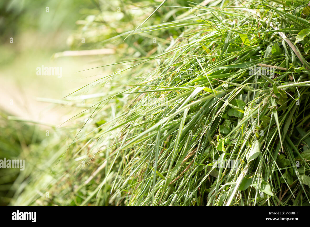 fresh green grass for cows or animal feed food Stock Photo - Alamy