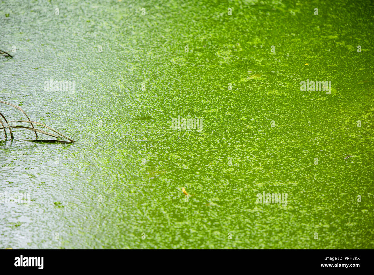 green swamp algae still water lake with gas bubble Stock Photo - Alamy