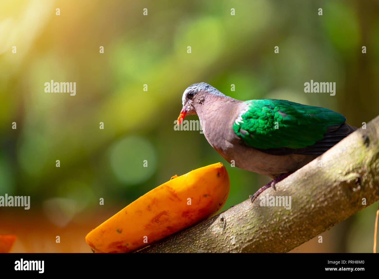 Common tropical bird hi-res stock photography and images - Alamy