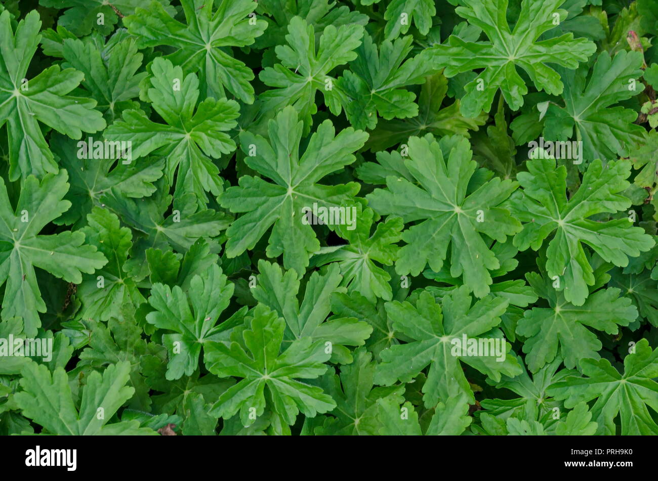 Background of natural green geranium field in summer garden, Sofia ...