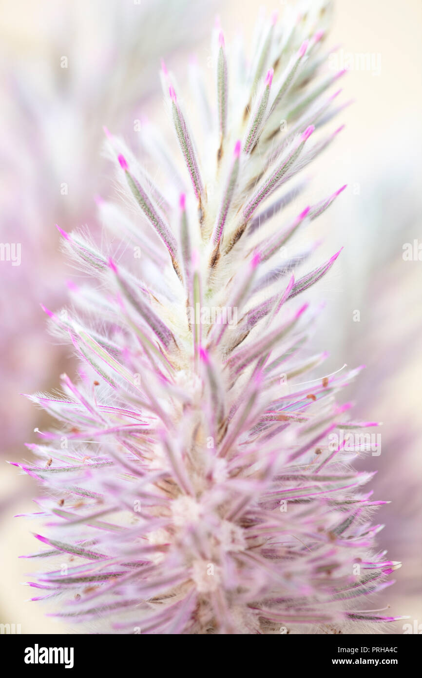 Pink and green spikey flower of the Mulla Mulla plant from Australia ...