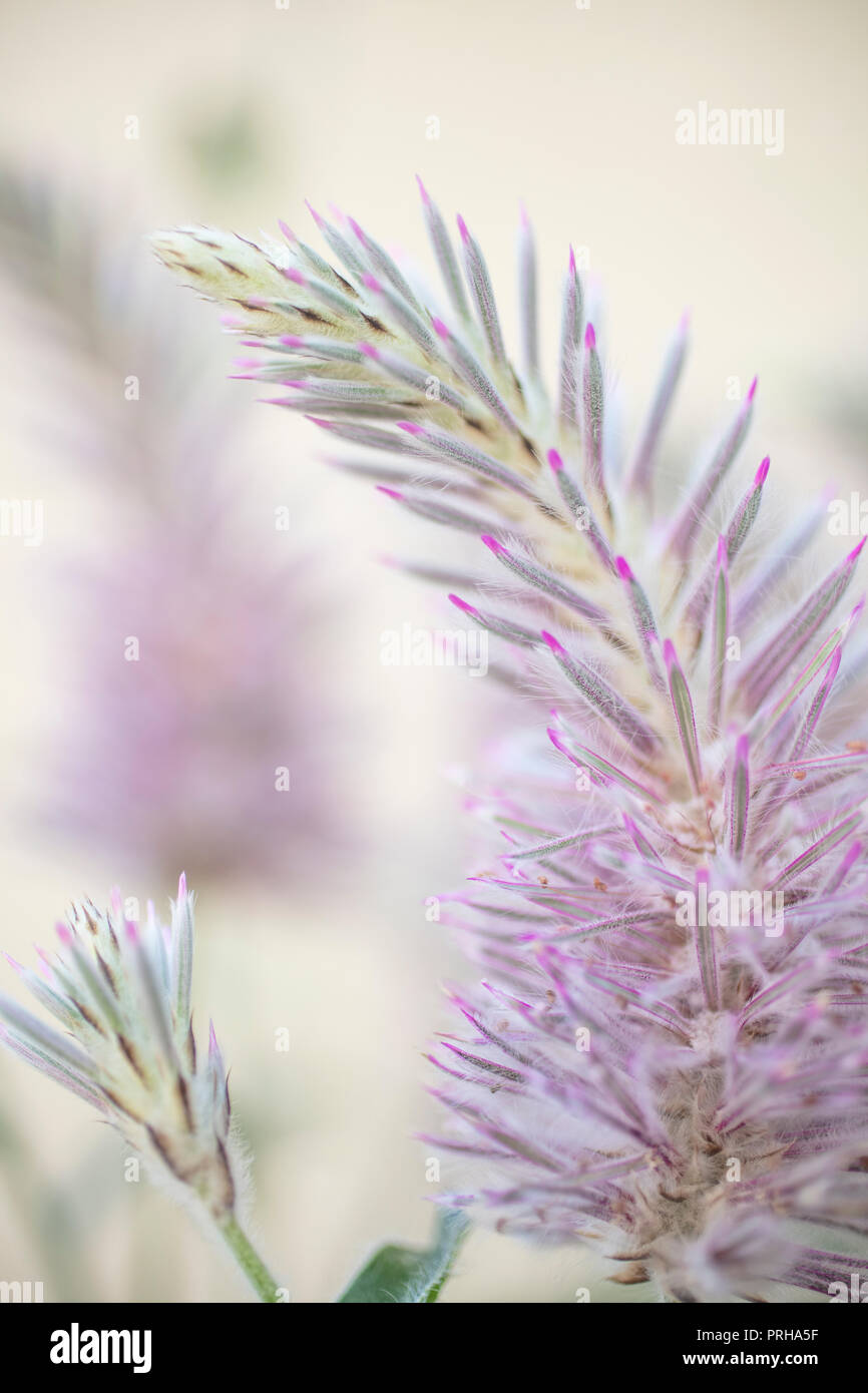Pink and green spikey flower of the Mulla Mulla plant from Australia ...