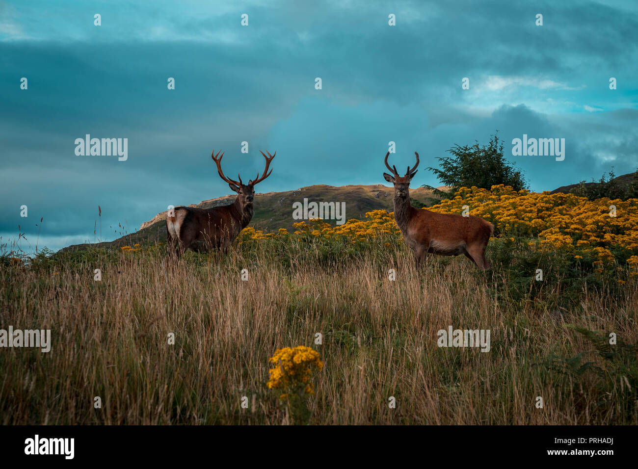 Scottish deer hi-res stock photography and images - Alamy