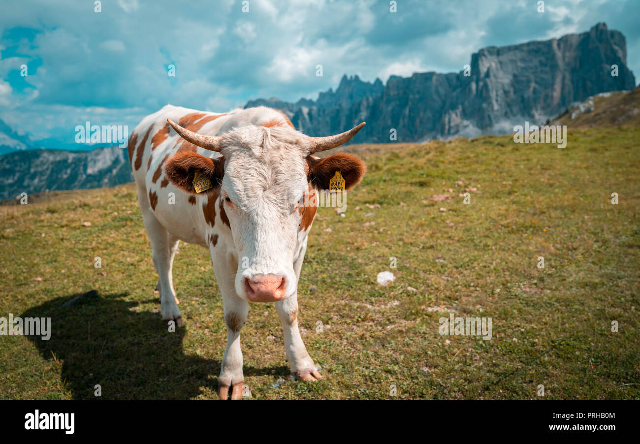 Brown and white cow italy hi-res stock photography and images - Alamy