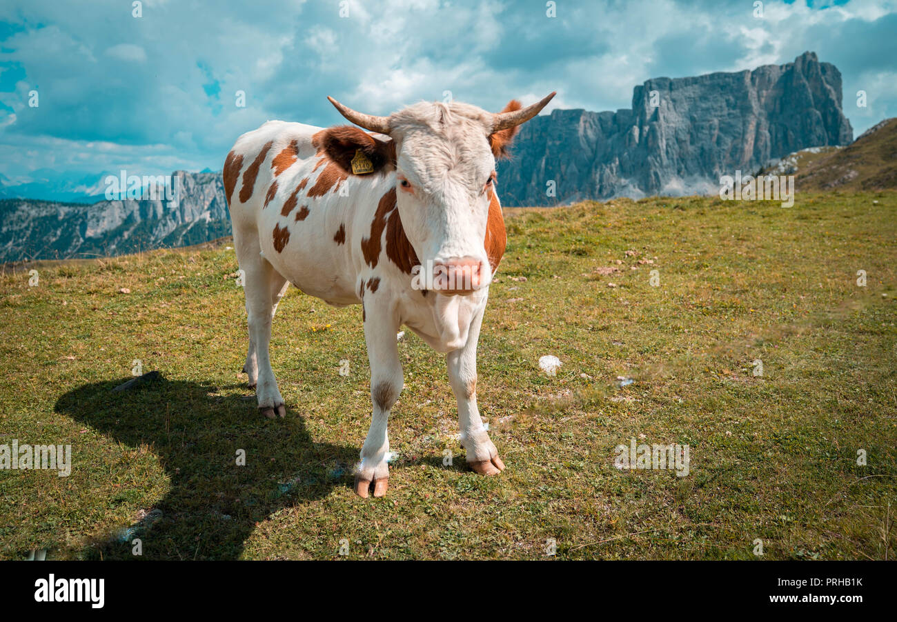 Dolomiti cow hi-res stock photography and images - Alamy