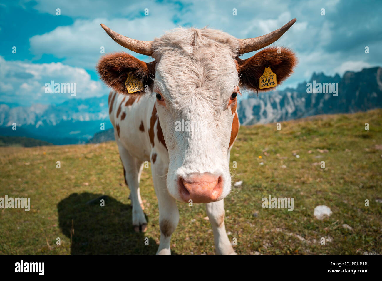 Brown and white cow italy hi-res stock photography and images - Alamy