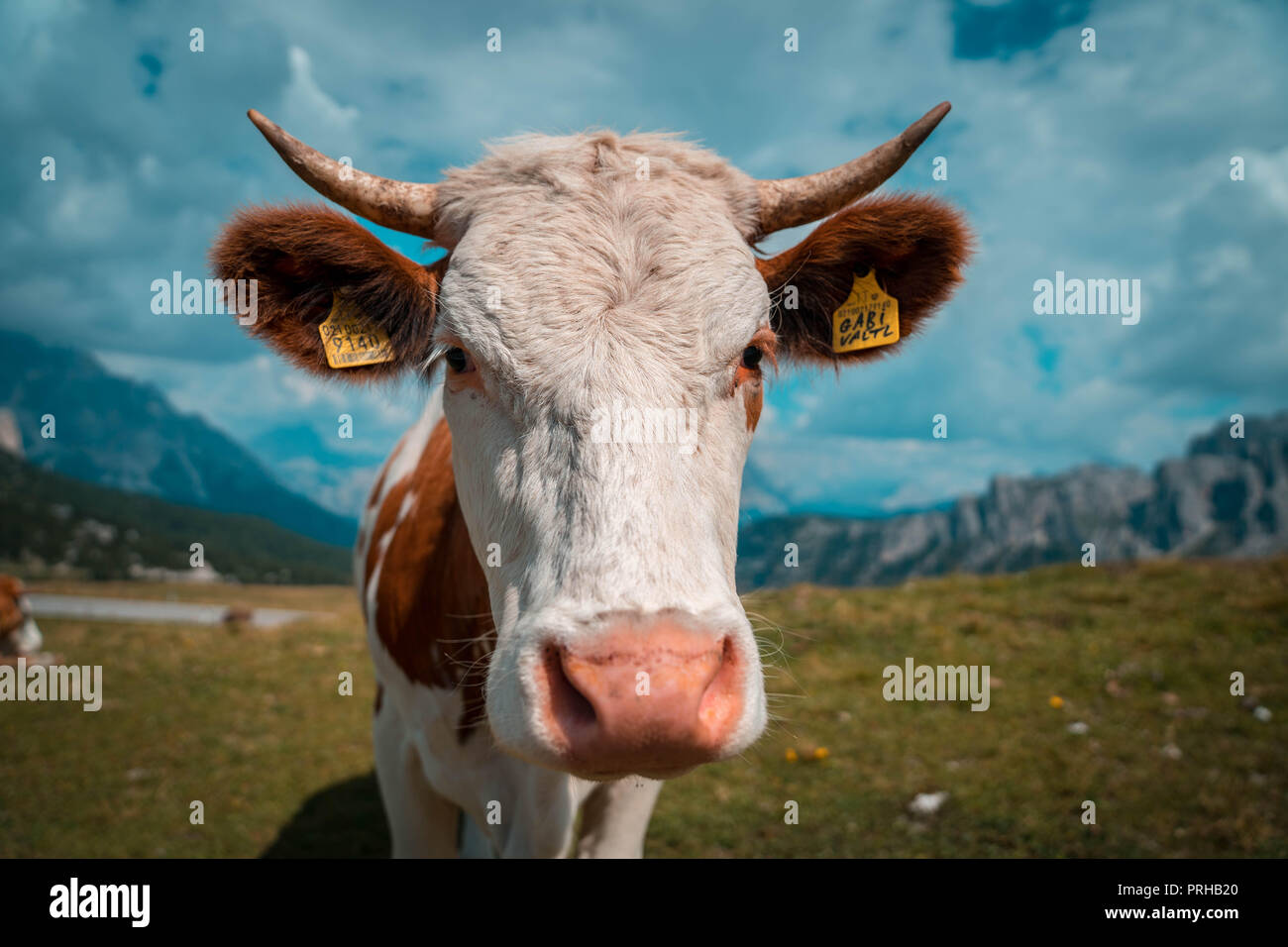 Cow in the Dolomites Stock Photo - Alamy