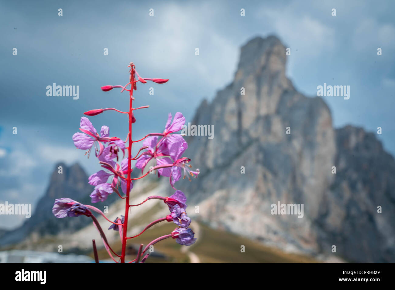 Typical flowers in the dolomites Stock Photo - Alamy