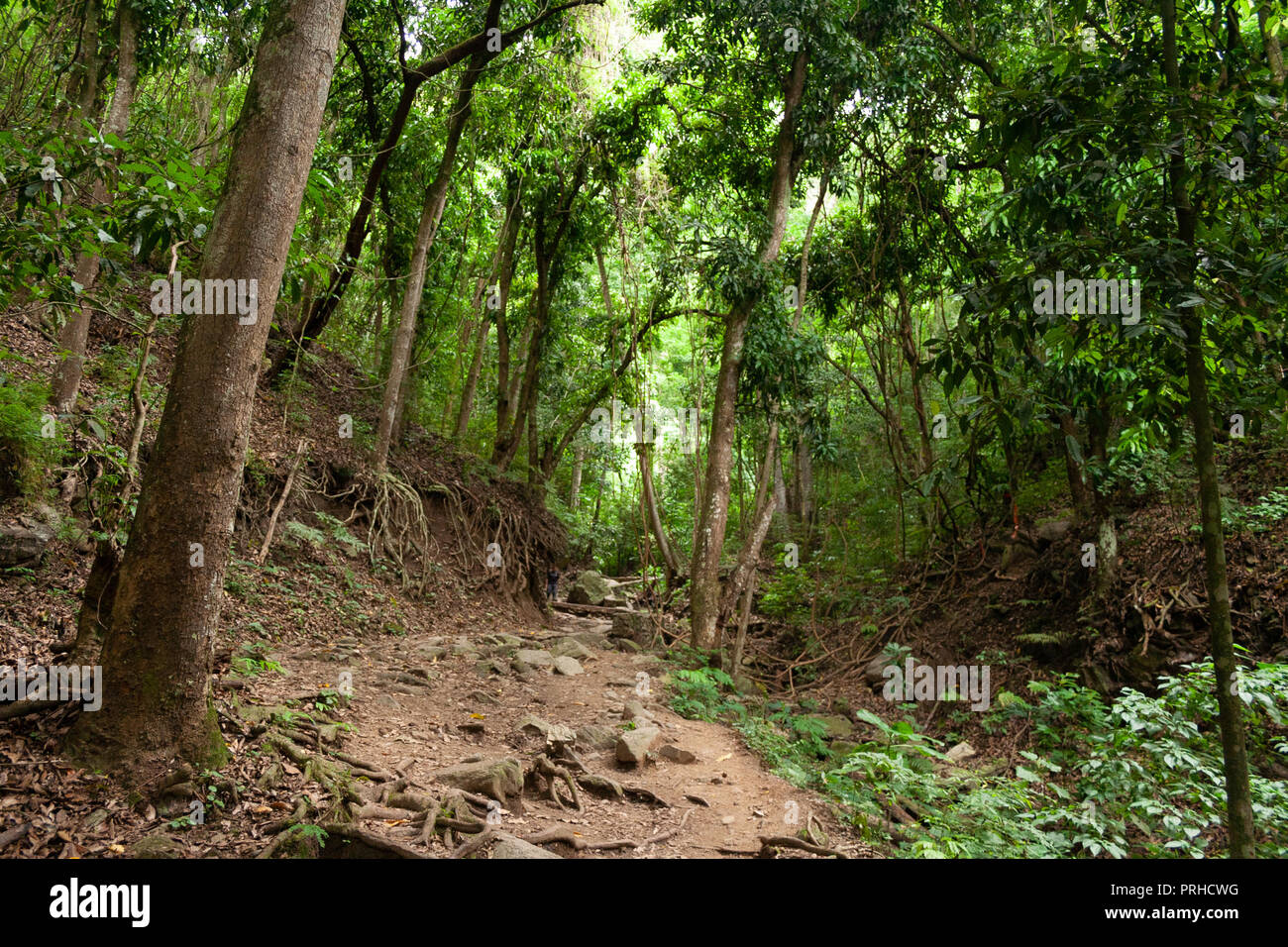 El Avila Waraira Repano National Park mountain path Sabas Nieves Stock ...