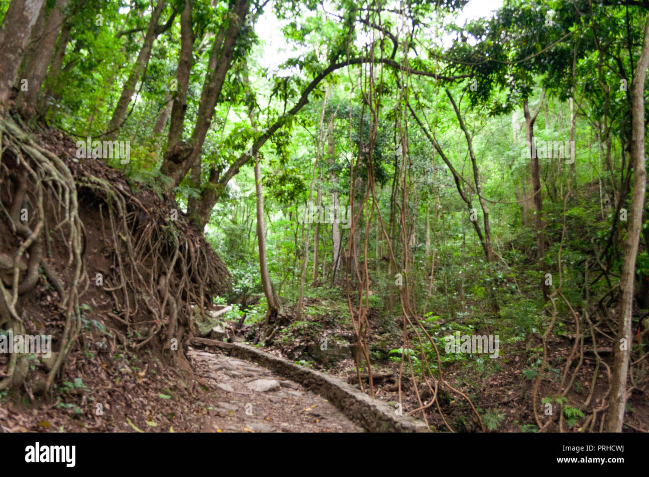 El Avila Waraira Repano National Park mountain path Sabas Nieves Stock ...