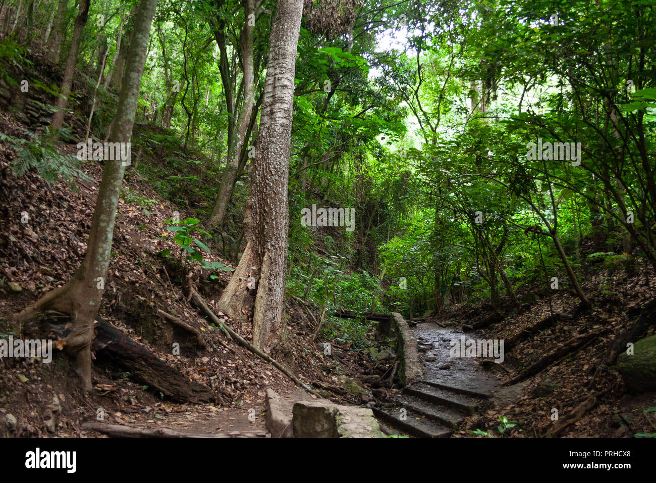 El Avila Waraira Repano National Park mountain path Sabas Nieves Stock ...