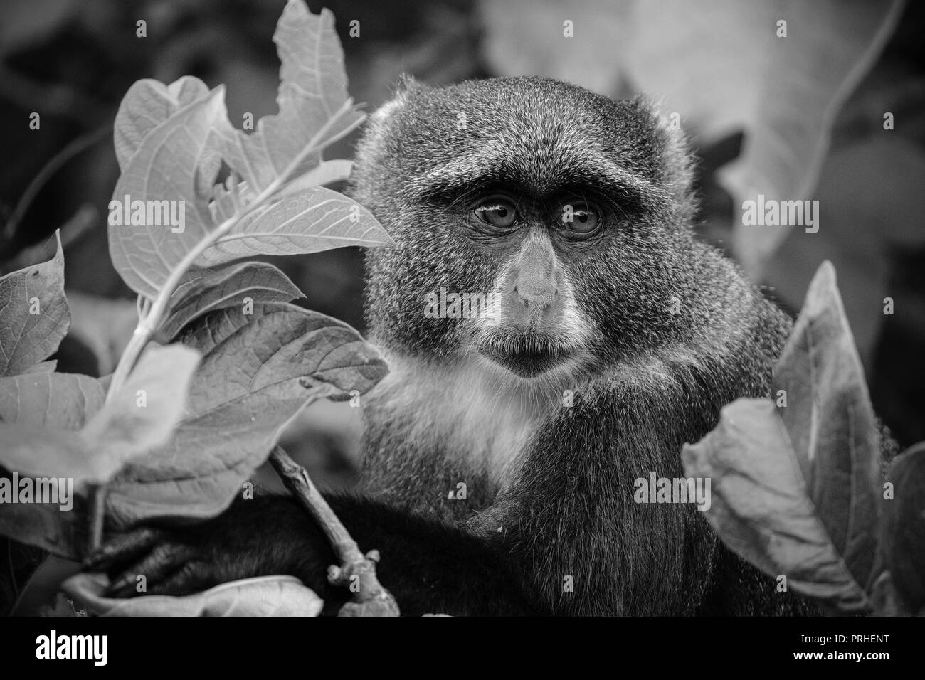 Dramatic monkey looking towards the camera, black and white Stock Photo ...