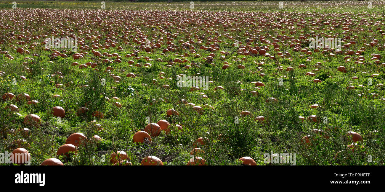 Pumpkins in the field Stock Photo - Alamy