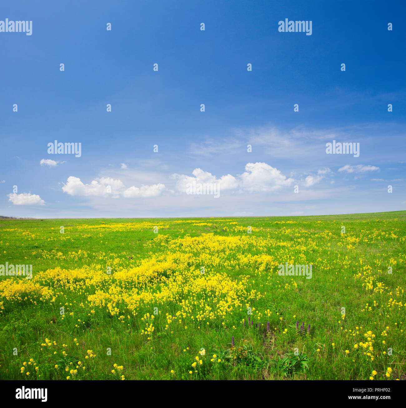 Green field with flowers under blue cloudy sky Stock Photo - Alamy