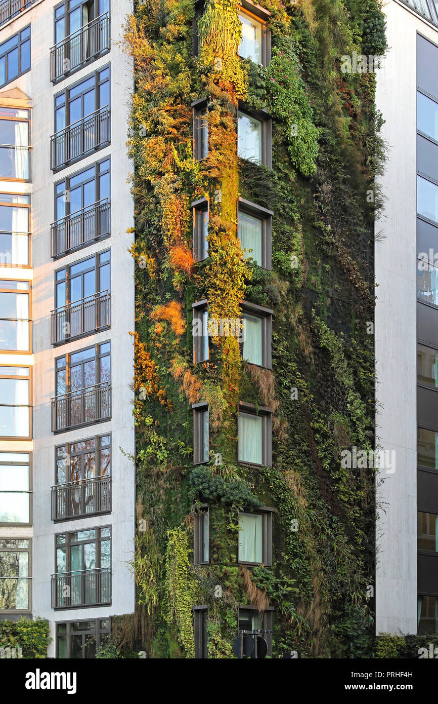 Urban building overgrown with creeper plants at corner Stock Photo - Alamy