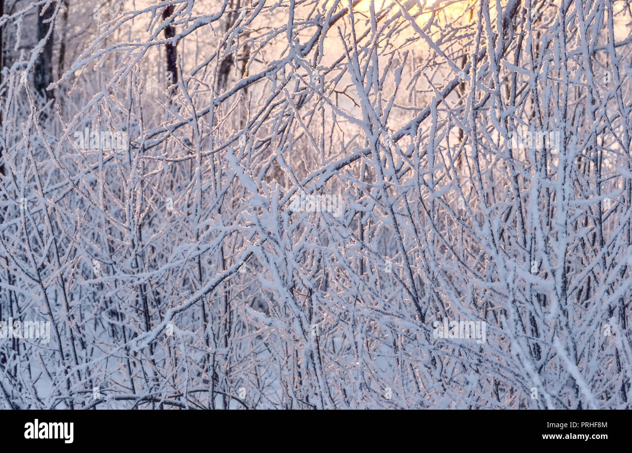Snowy January morning in Nevsky forest Park. The Bank of the river Neva ...