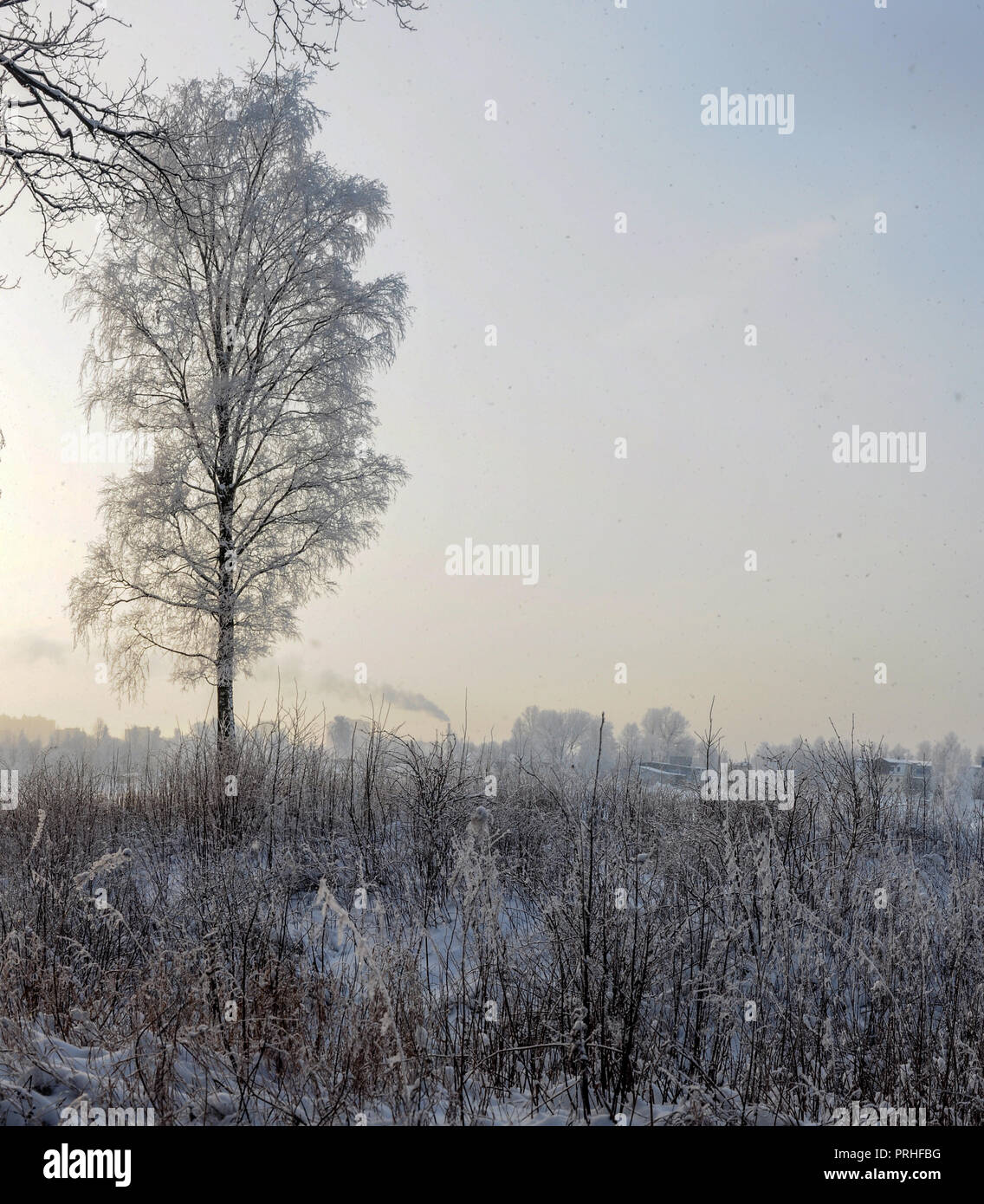 Snowy January morning in Nevsky forest Park. The Bank of the river Neva ...