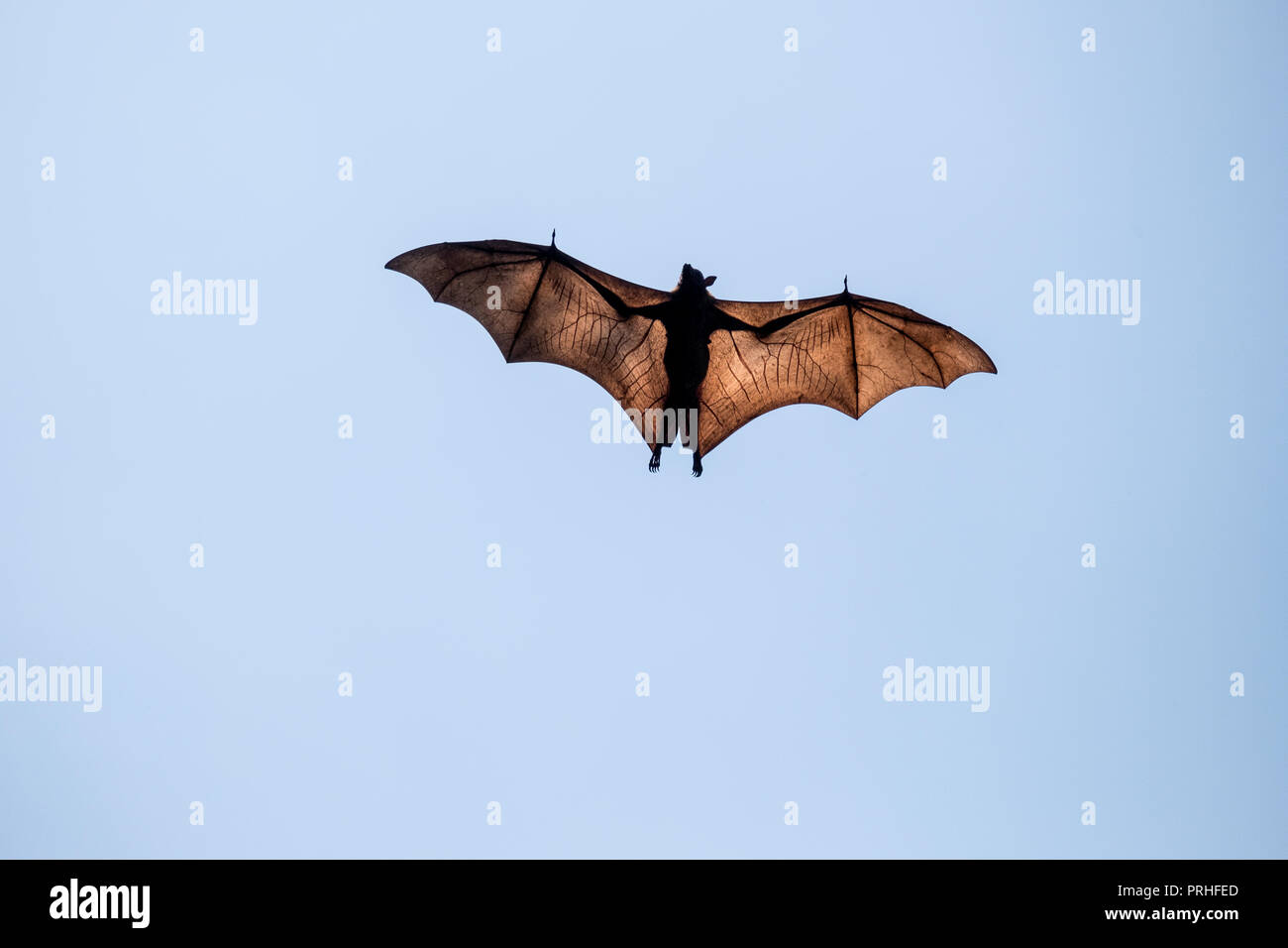Clear shot of a single flying fox Stock Photo - Alamy